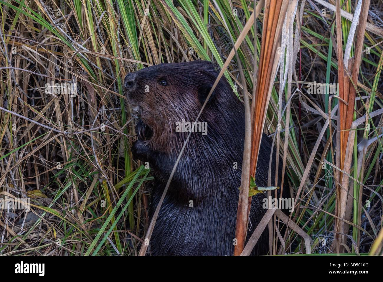Large Male Beaver In The Long Grass Stock Photo - Alamy
