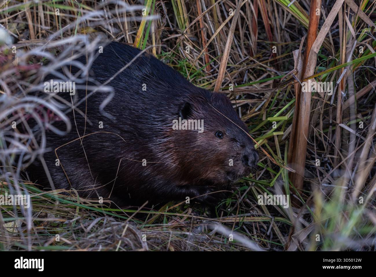 Large Male Beaver In The Long Grass Stock Photo - Alamy