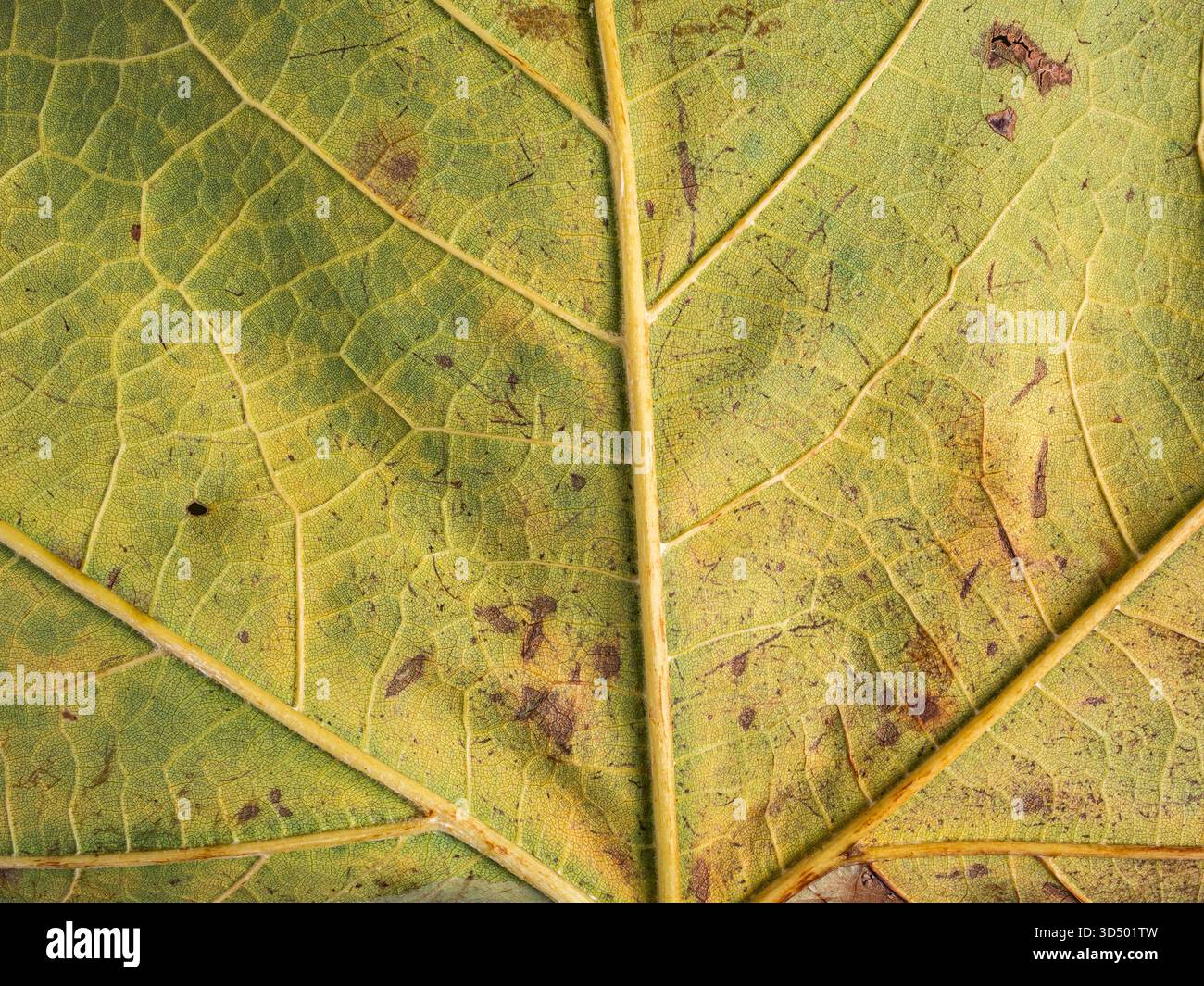 Prominent central veins hi-res stock photography and images - Alamy