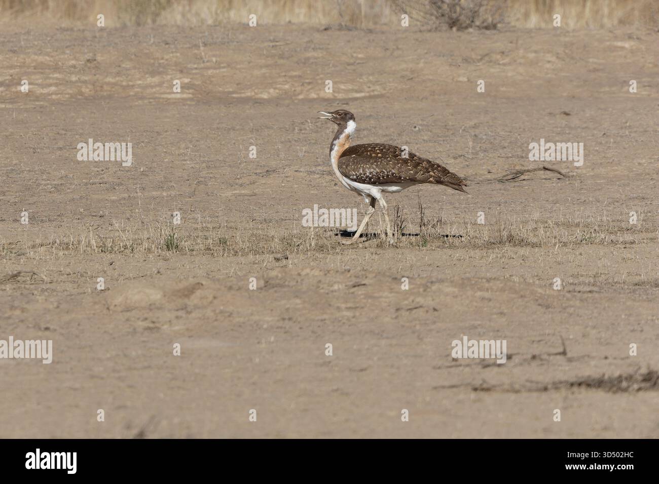 Ludwigs bustard hi-res stock photography and images - Alamy