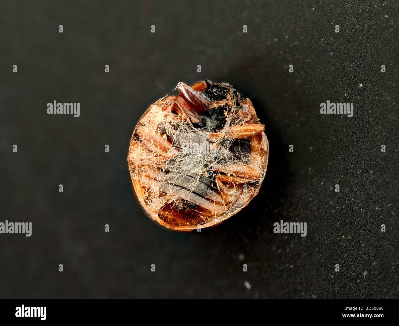 Ladybird beetle (Coccinellidae sp.) photographed in extreme macro view ...