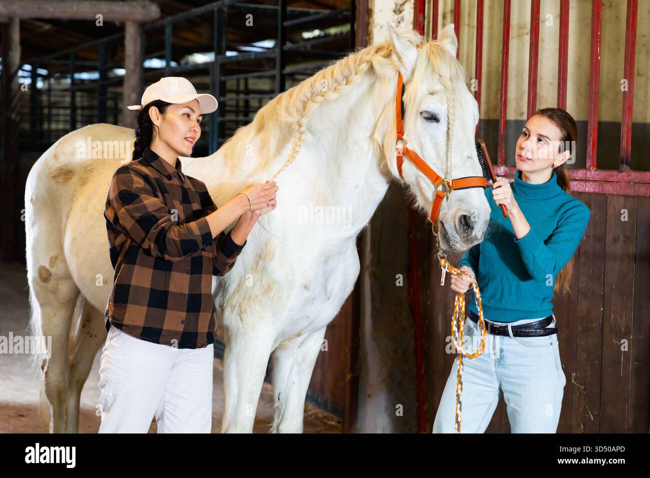 Two women weaving braids on the mane of a white horse in stable Stock ...