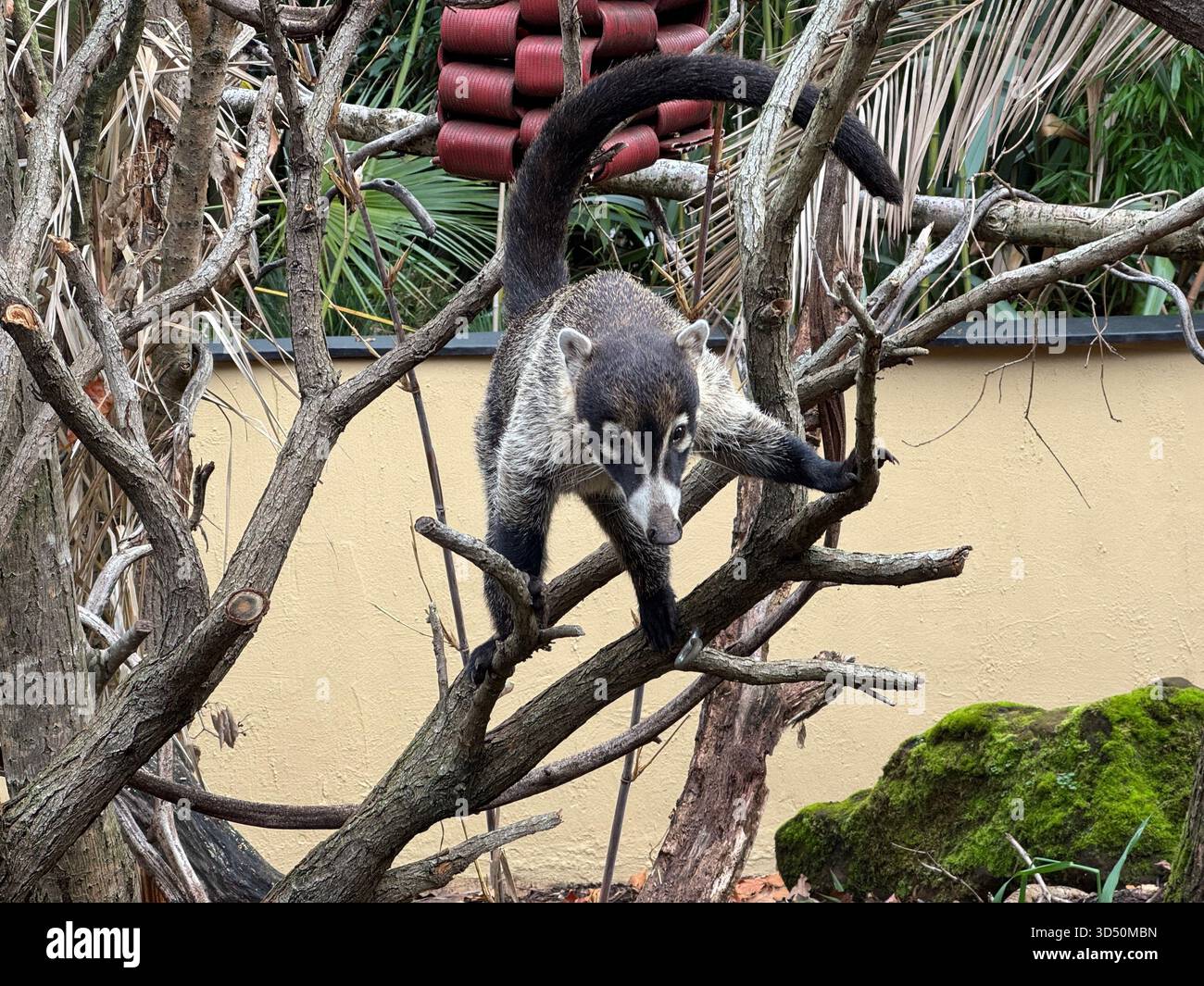Klaus the White-nosed Coati ( Nasua narica ) climbing a tree at London ...