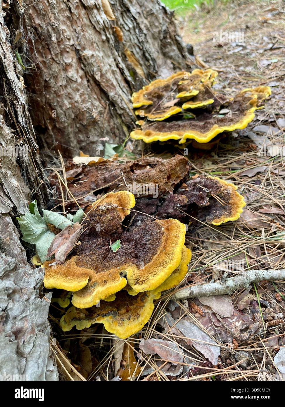The Dyers Mazegill, Phaeolus schweinitzii growing in its typical ...