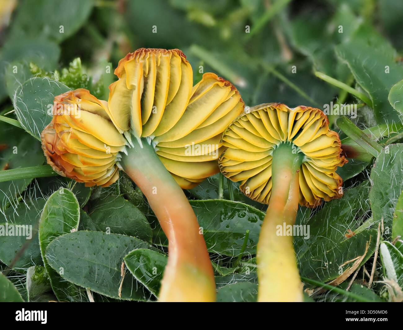 The Parrot waxcap (Hygrocybe psittacina) with bright yellow gills and ...