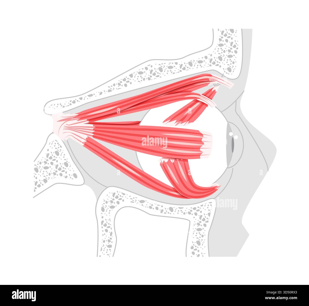 Eyelid muscles anatomy Stock Vector Images - Alamy
