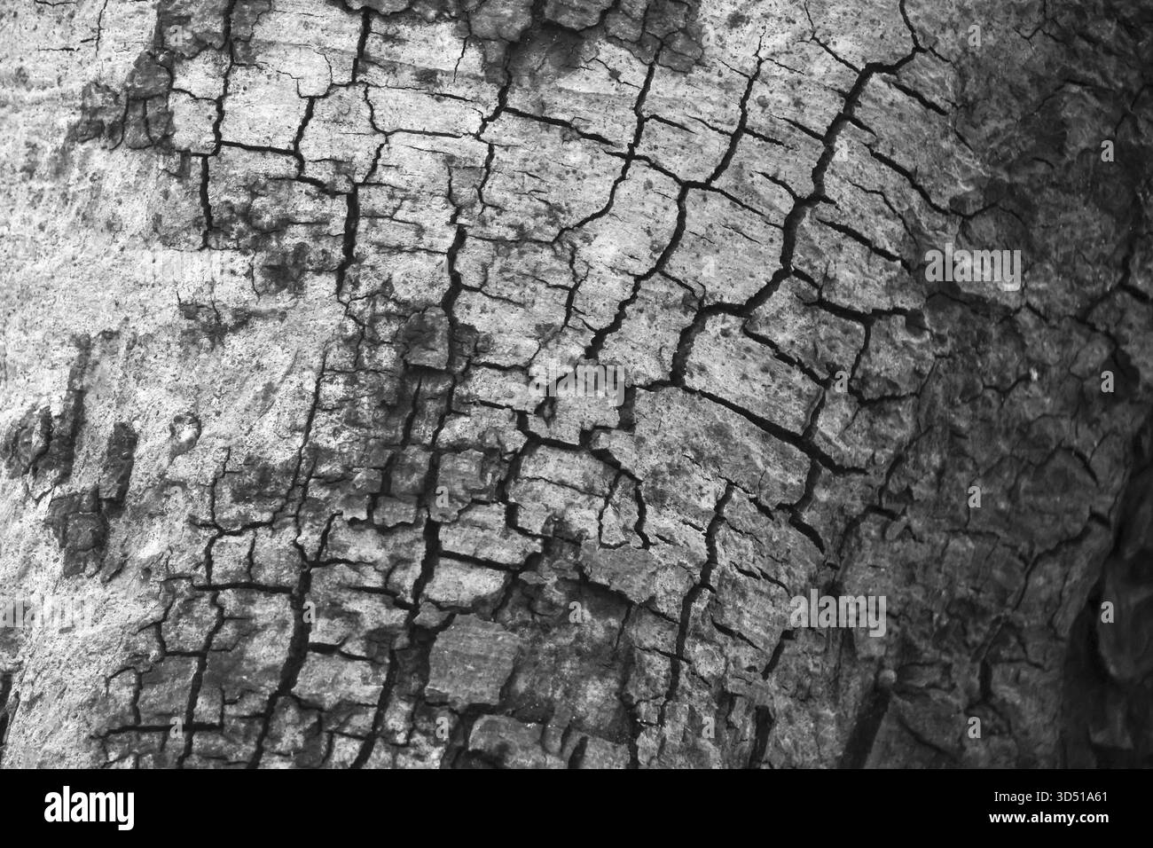 Deep bark fissures Black and White Stock Photos & Images - Alamy