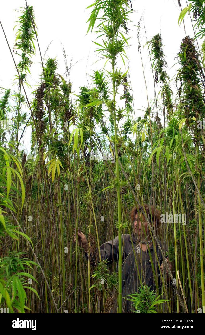 a hemp field,growing plants for industrial hemp production hemp field ...