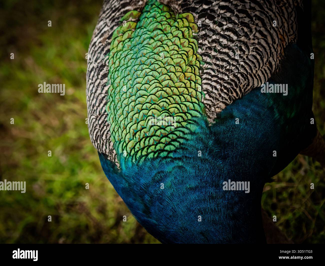 Various spelling variants of peacock hi-res stock photography and ...