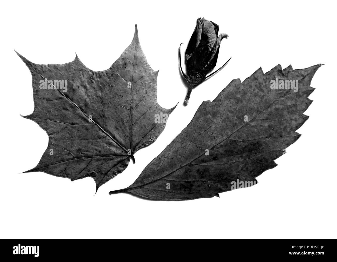 Autumn maple leaves cover Black and White Stock Photos & Images - Alamy