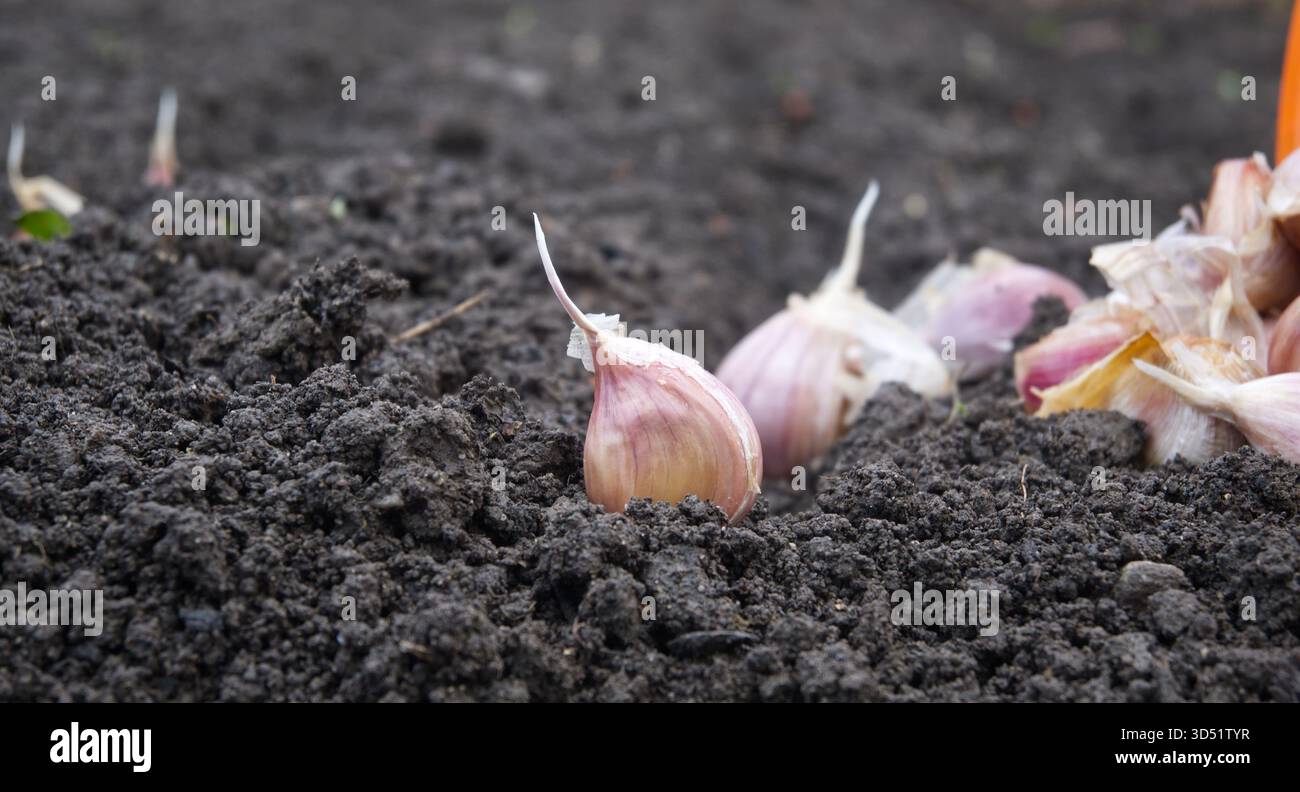 The close-up shows the garlic bulbs nestled in the earth, ready to ...
