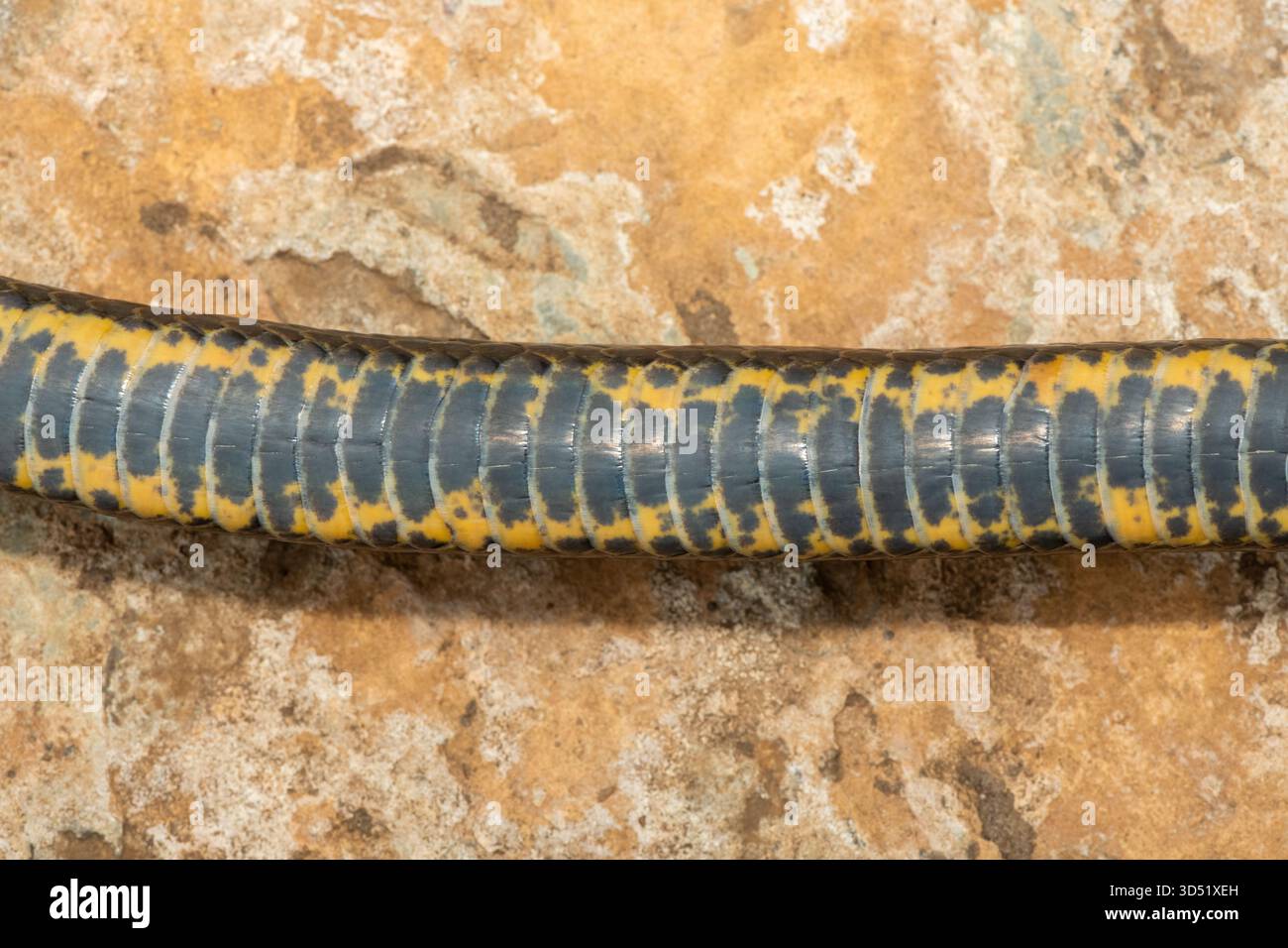 The underside scales of a dusky-bellied water snake (Lycodonomorphus ...