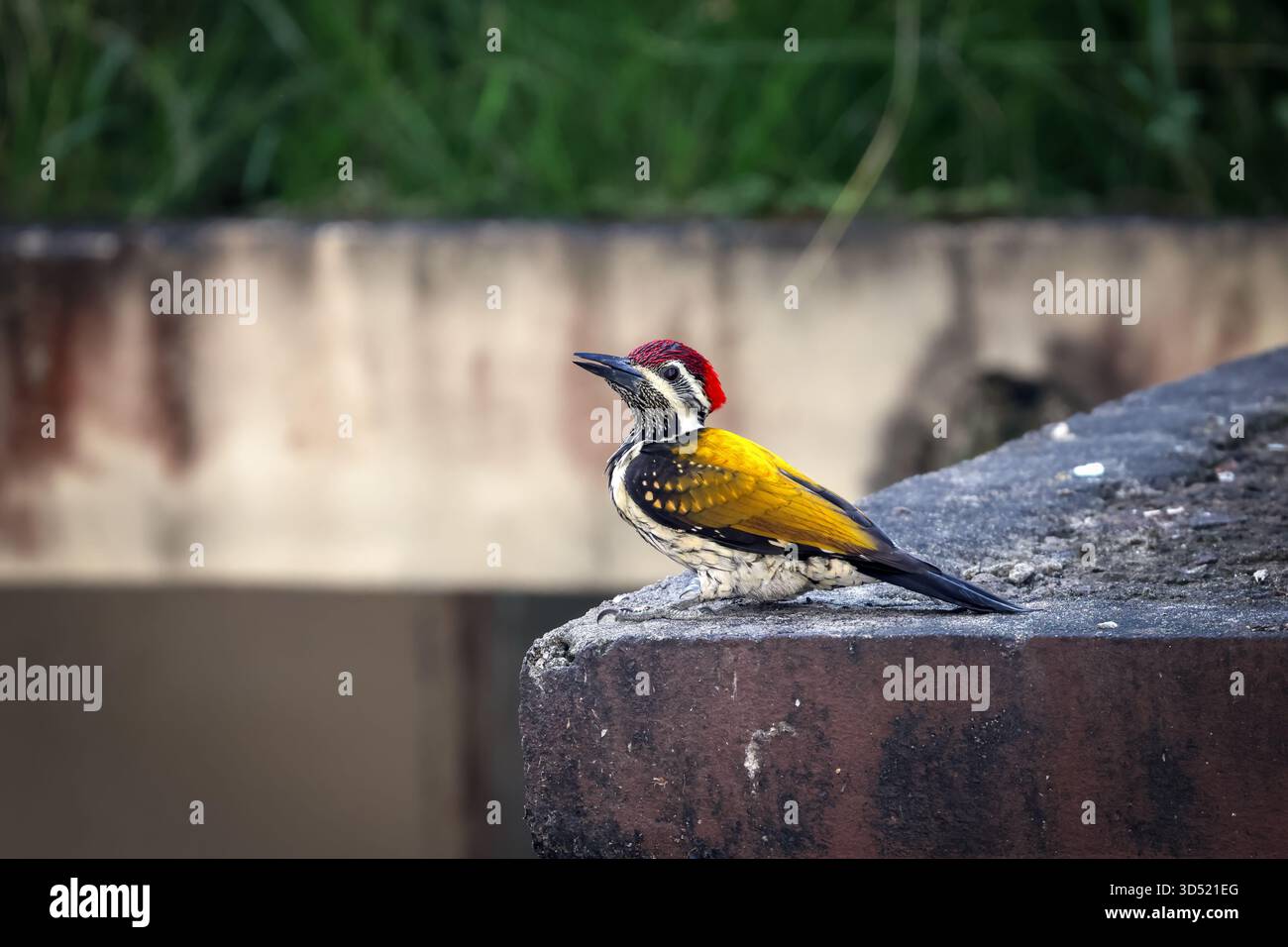 black-rumped flameback, also known as the lesser golden-backed ...