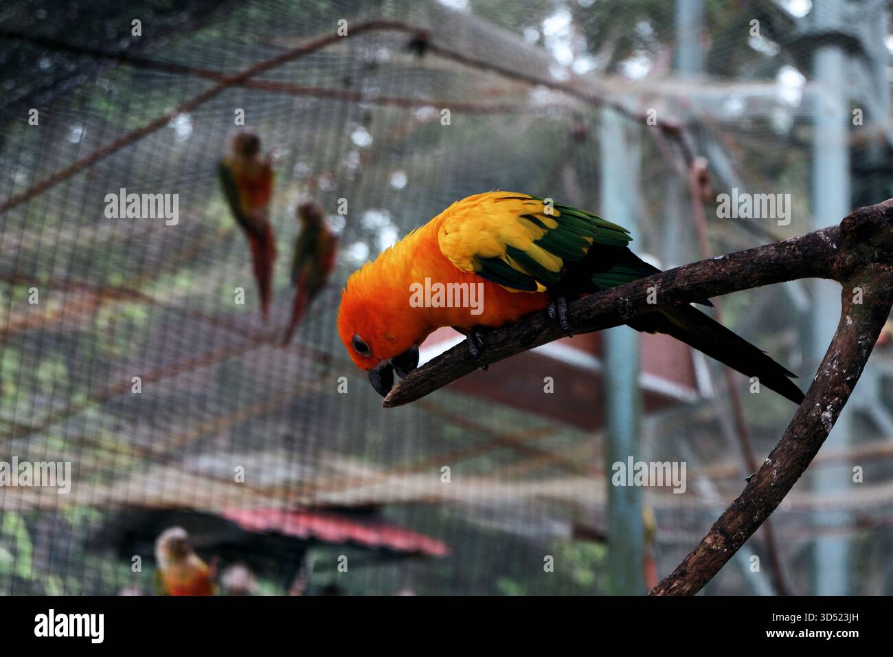 A sun conure parrot rests on a branch inside a mesh aviary. This ...