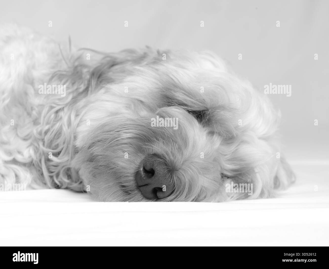 Softness Black and White Stock Photos & Images - Alamy
