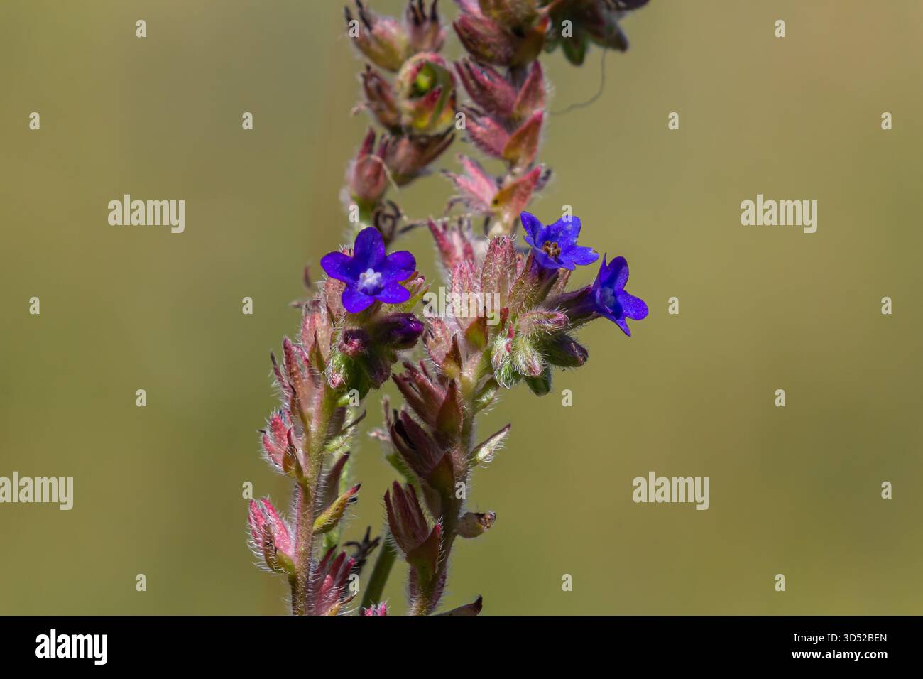 Anchusa officinalis, commonly known as the common bugloss or alkanet ...