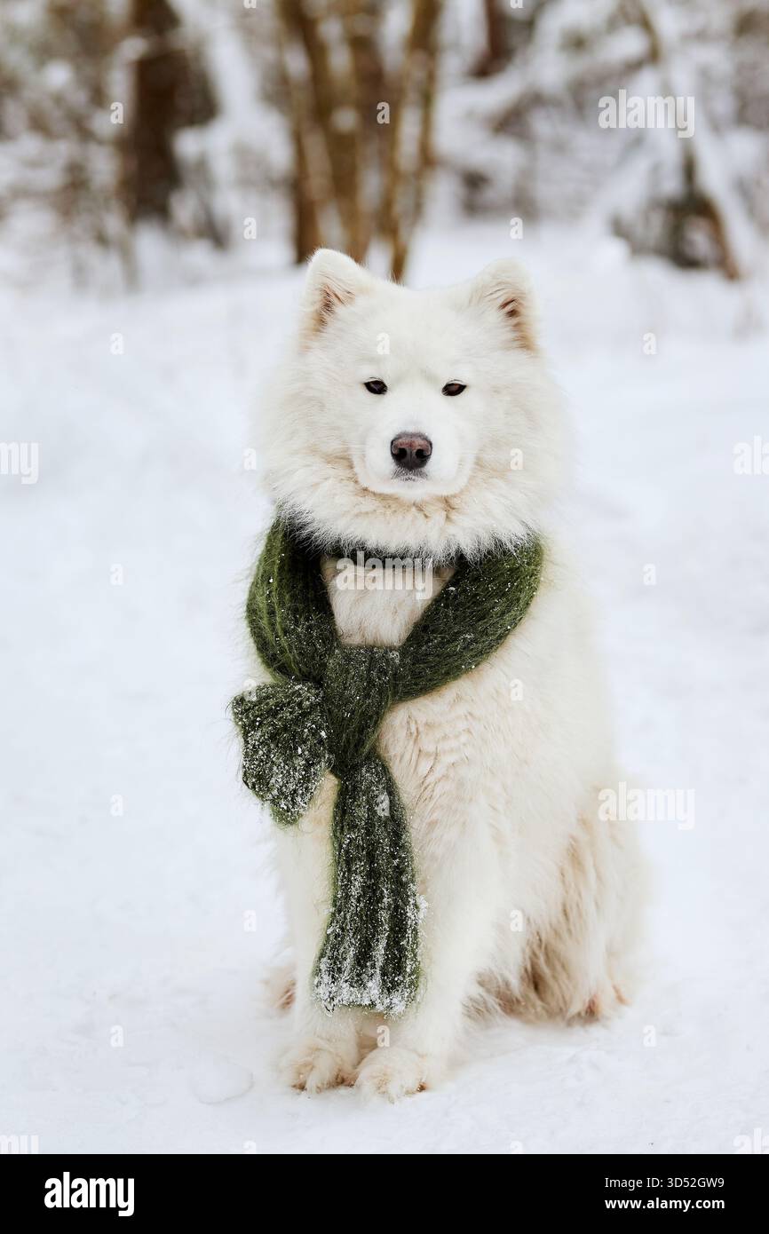 Portrait samoyed beautiful breed hi-res stock photography and images ...