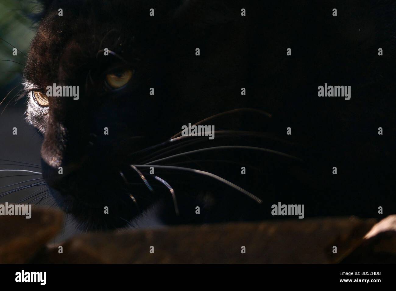 Kathmandu, Nepal. 14th Nov, 2025. A rescued black panther from Ilam ...