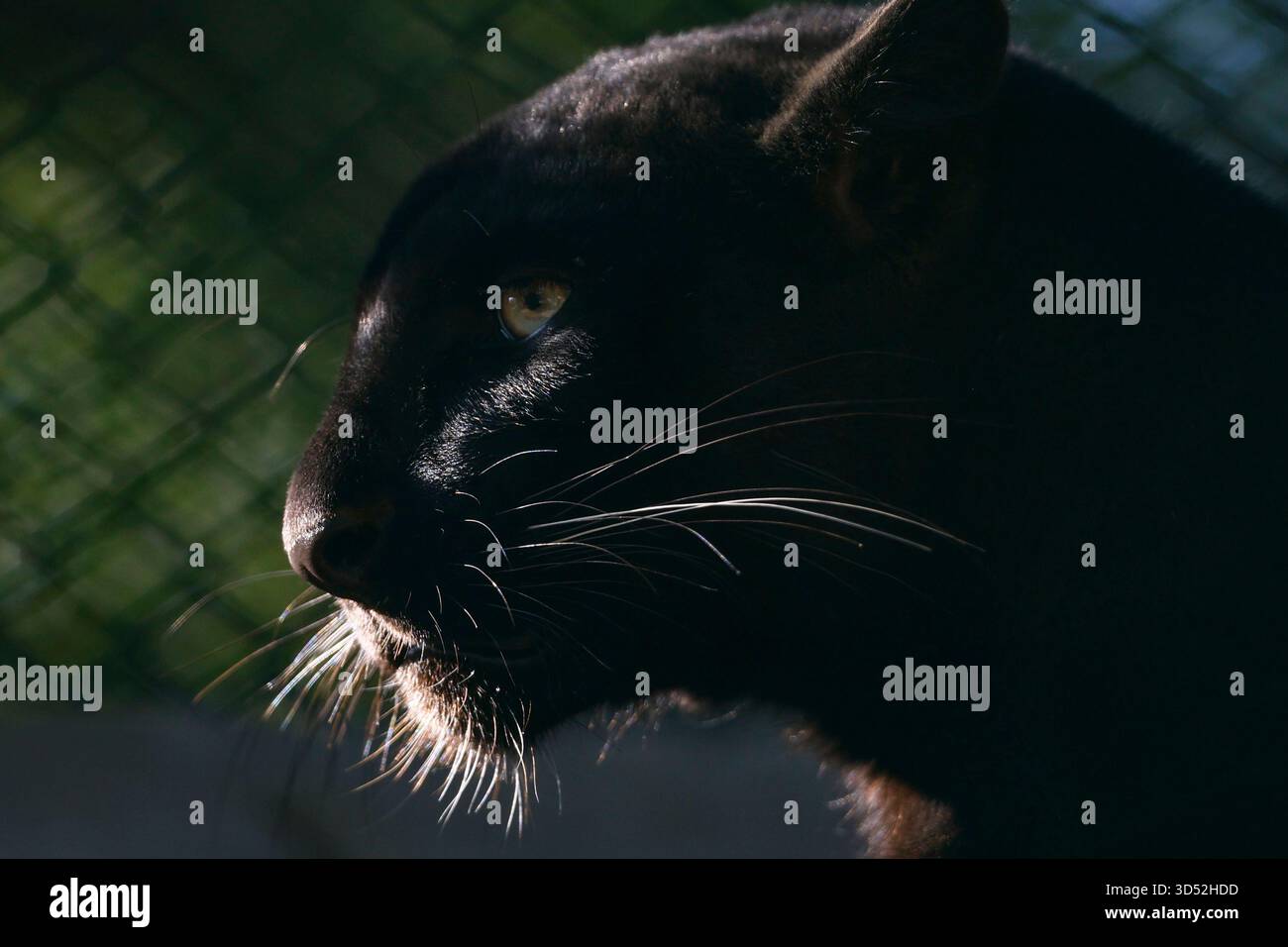 Kathmandu, Nepal. 14th Nov, 2025. A rescued black panther from Ilam ...