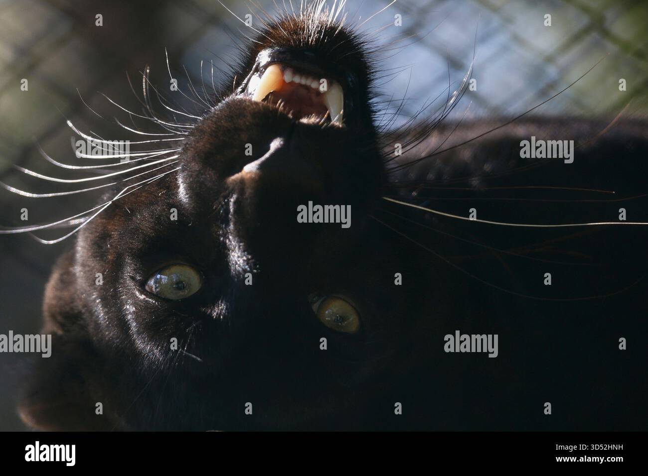 Kathmandu, Nepal. 14th Nov, 2025. A rescued black panther from Ilam ...