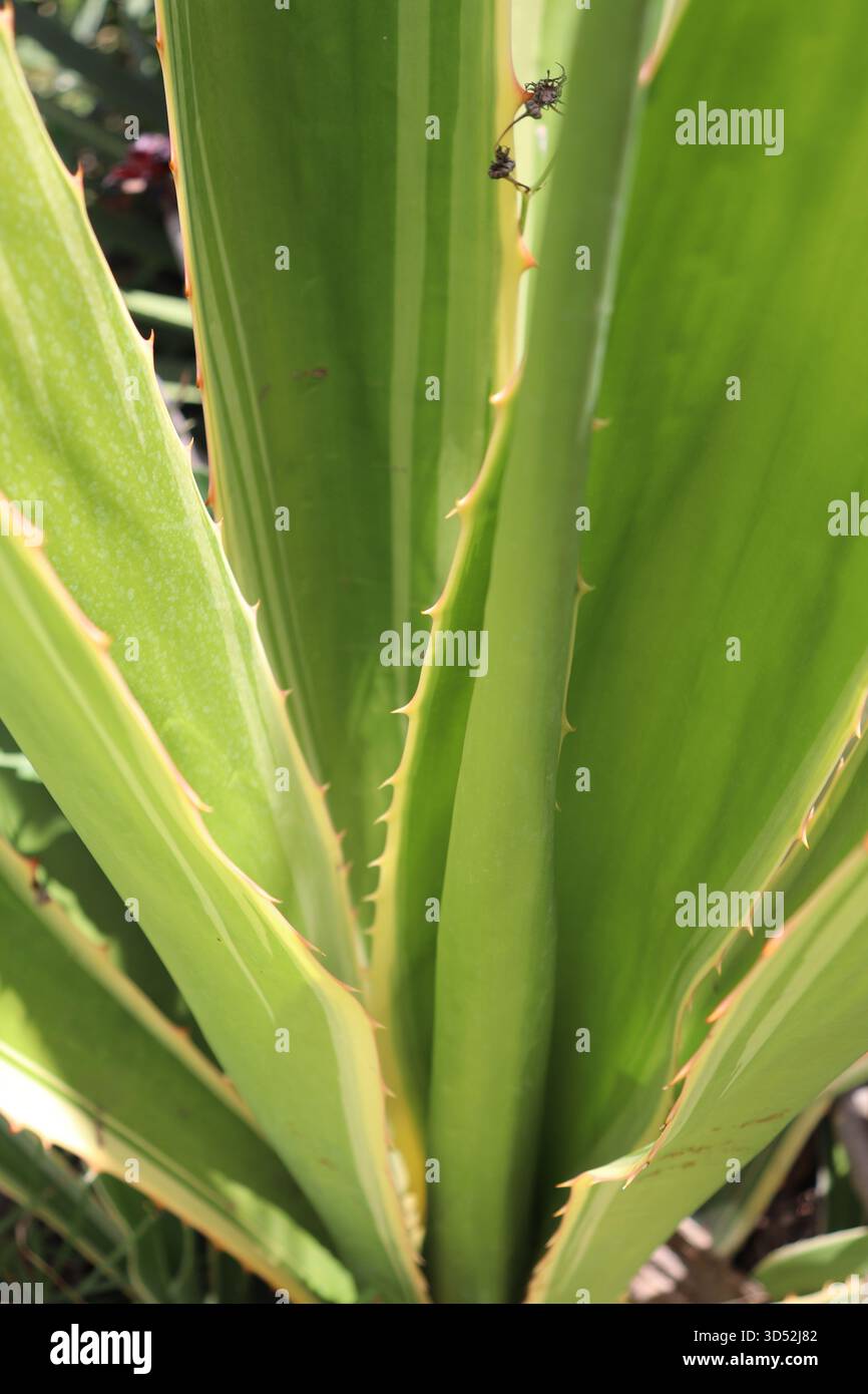 Agave rosette hi-res stock photography and images - Alamy
