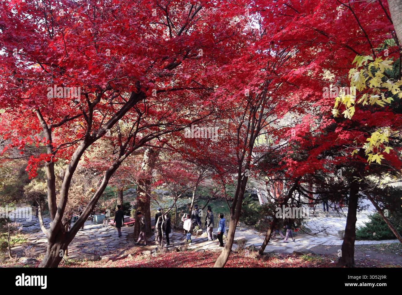 Pyongyang citizens enjoy autumn scenery on Moran Hill in Pyongyang ...