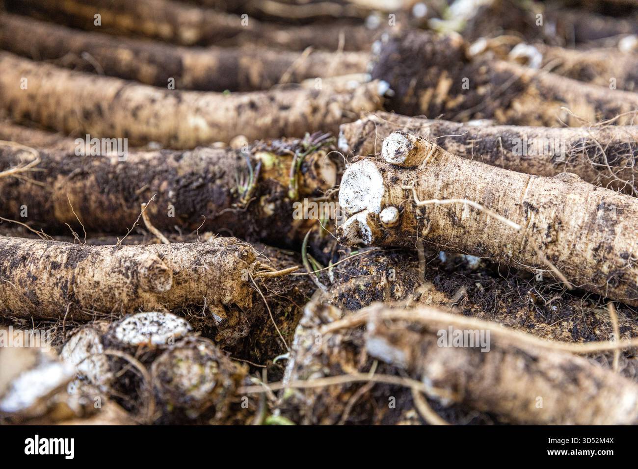 13 November 2025, Brandenburg, Lübbenau: Horseradish sticks lie in a ...
