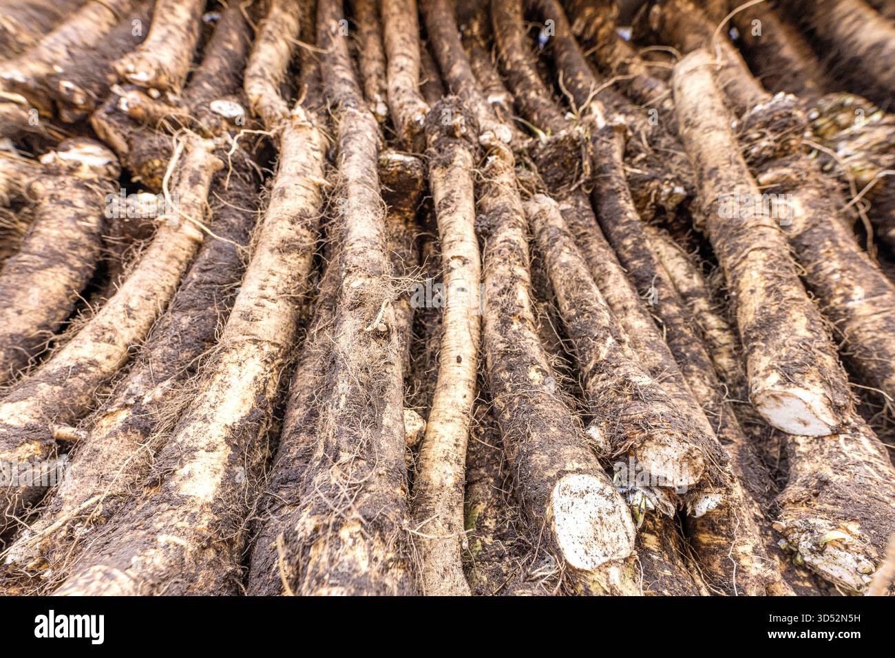 13 November 2025, Brandenburg, Lübbenau: Horseradish sticks lie in a ...