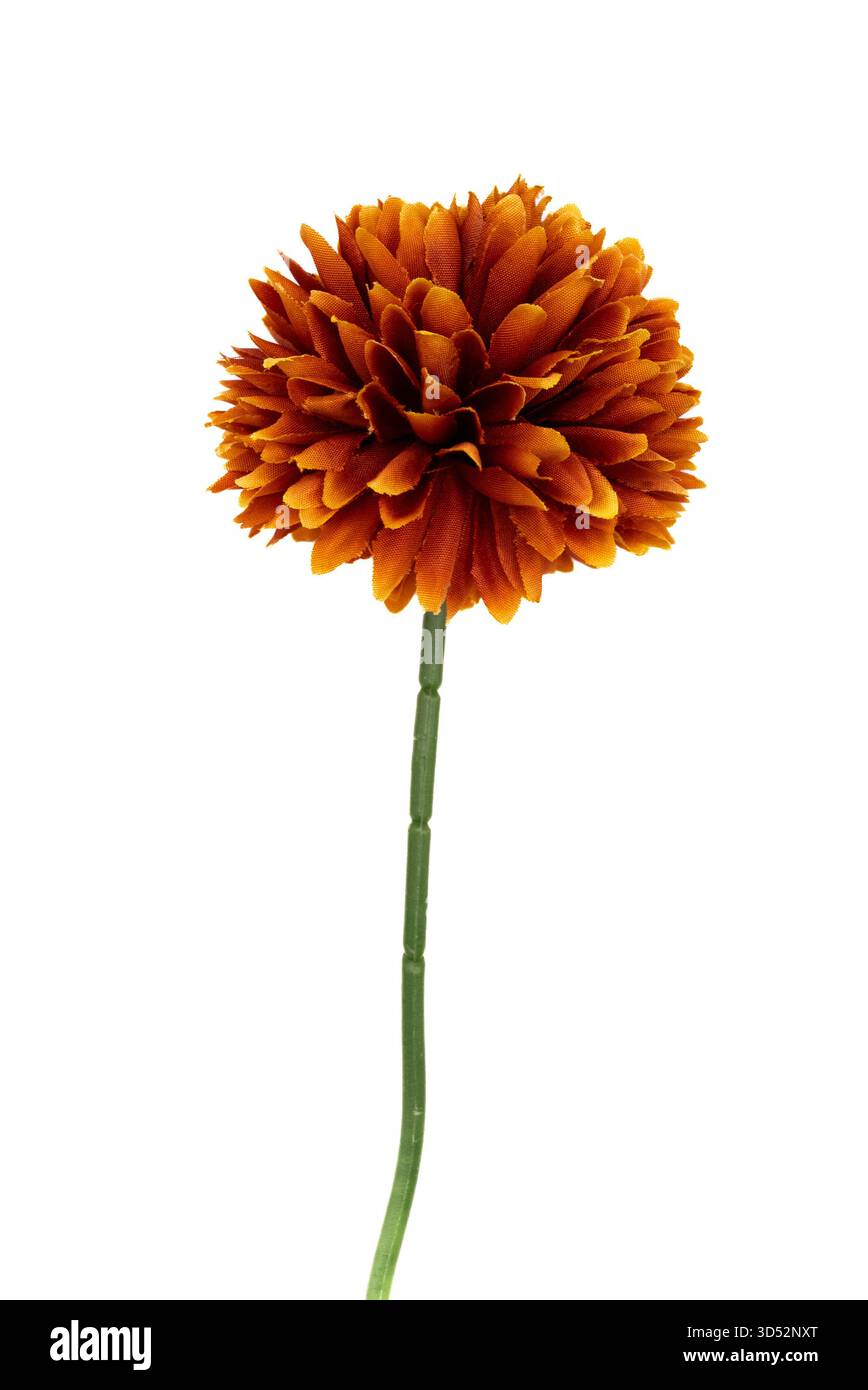 Floral visuals Cut Out Stock Images & Pictures - Alamy