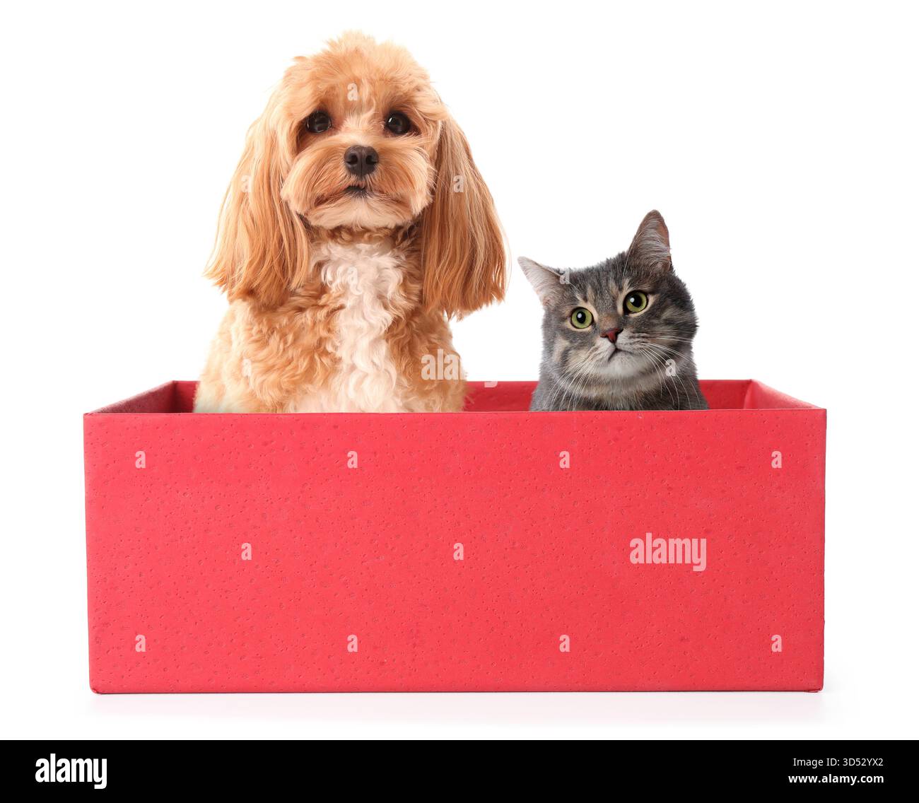 Gift love dog in Cut Out Stock Images & Pictures - Alamy