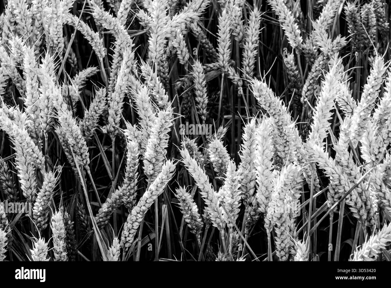 Wheat background texture close Black and White Stock Photos & Images ...