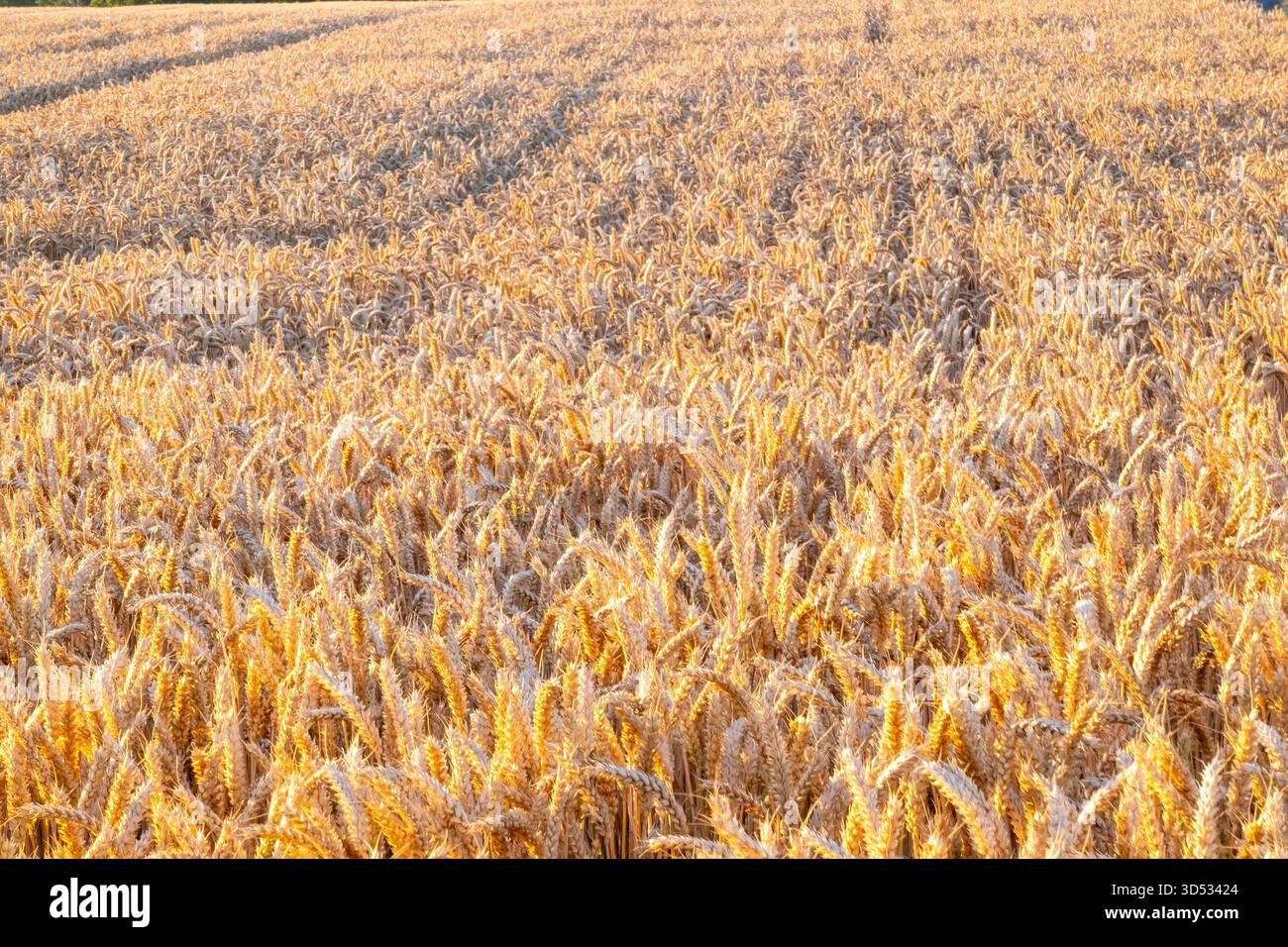 Golden wheat field glowing in hi-res stock photography and images - Alamy