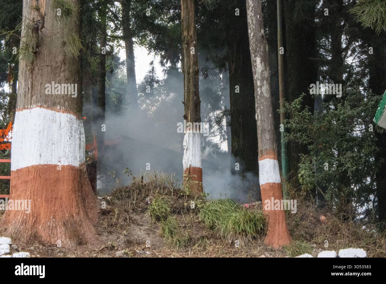smoke drifting through pine trees painted with red and white Stock ...