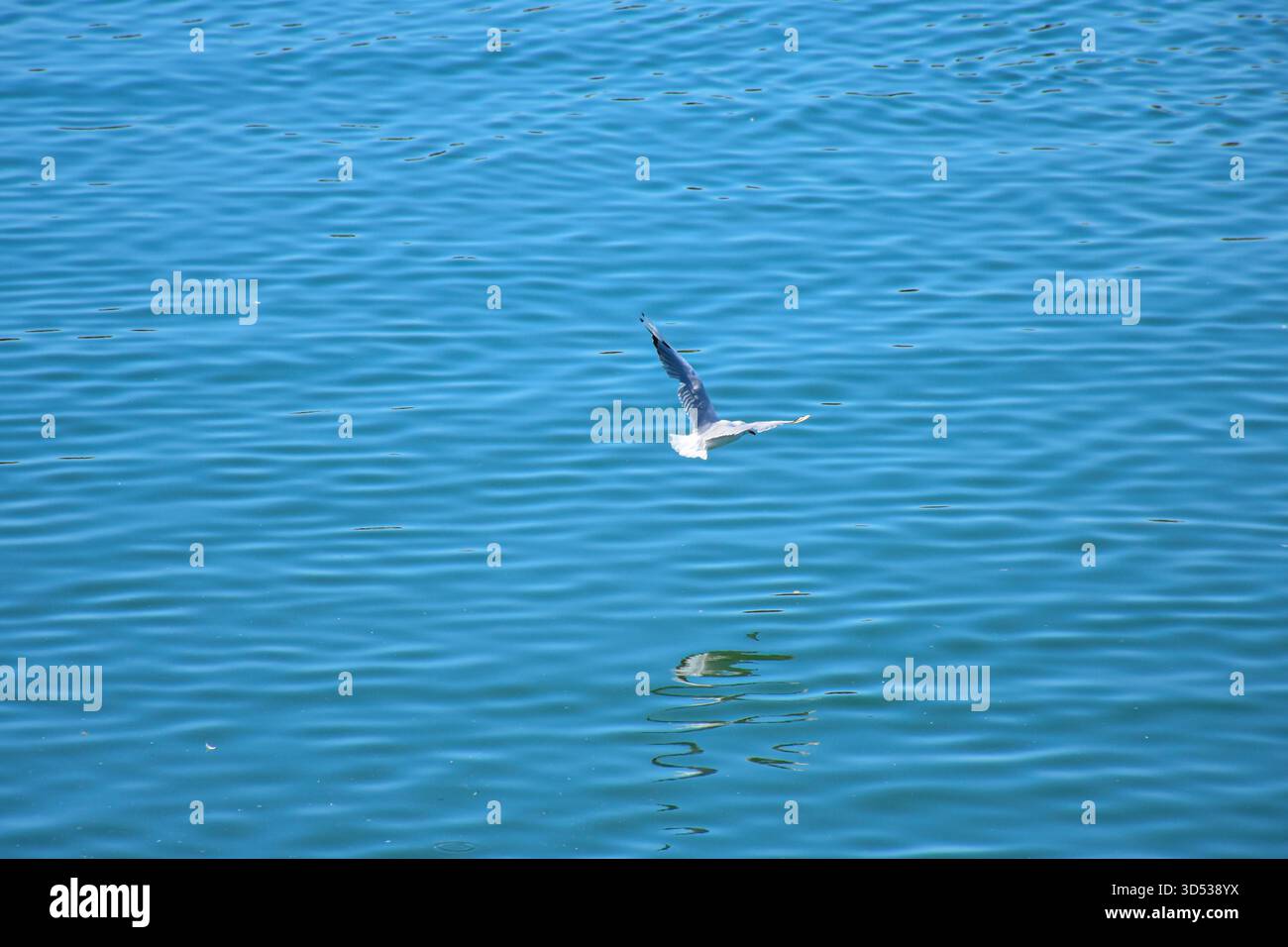 White seagull flies low hi-res stock photography and images - Alamy