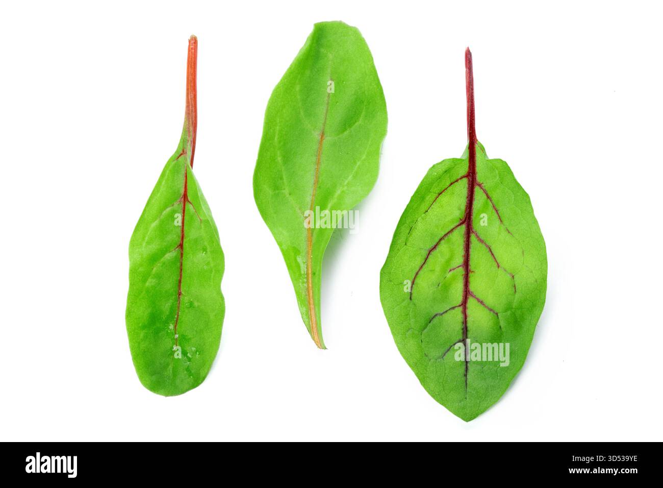 Fresh display foliage Cut Out Stock Images & Pictures - Alamy