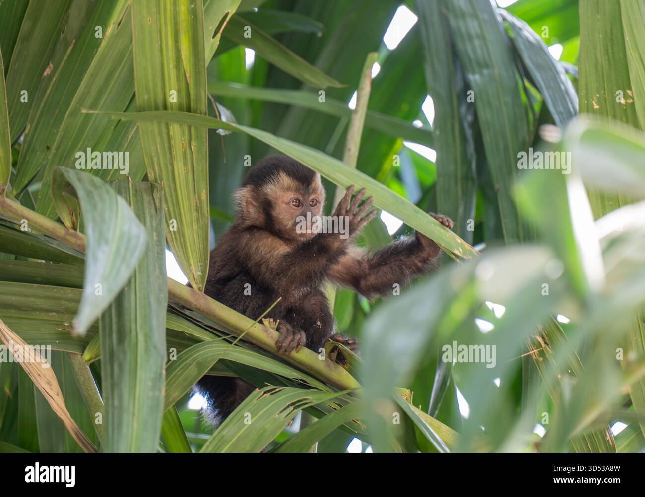 Curious squirrel monkey plays in the trees outside in the jungle and ...