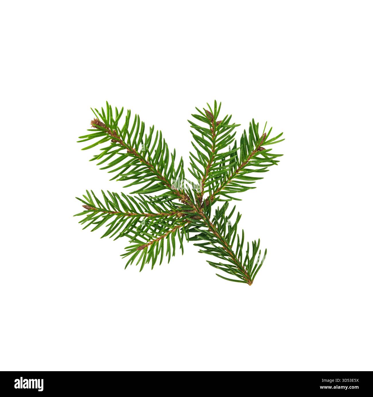 Branch boundary Cut Out Stock Images & Pictures - Alamy