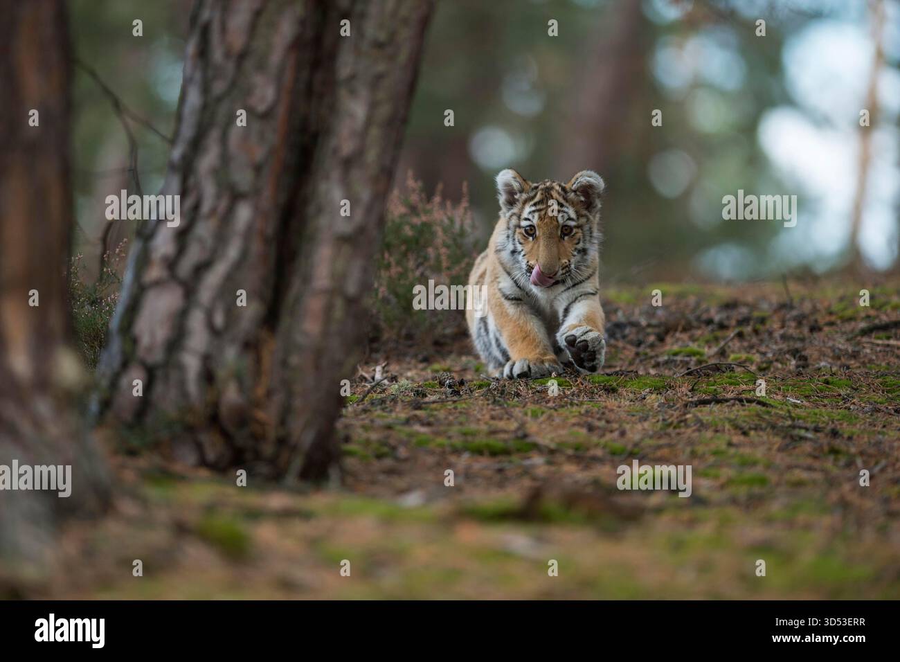 Royal Bengal Tiger / Koenigstiger ( Panthera tigris ), young kitten ...