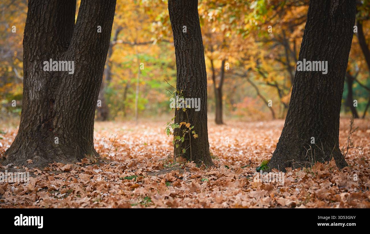 Golden leaves cover branches tall hi-res stock photography and images ...