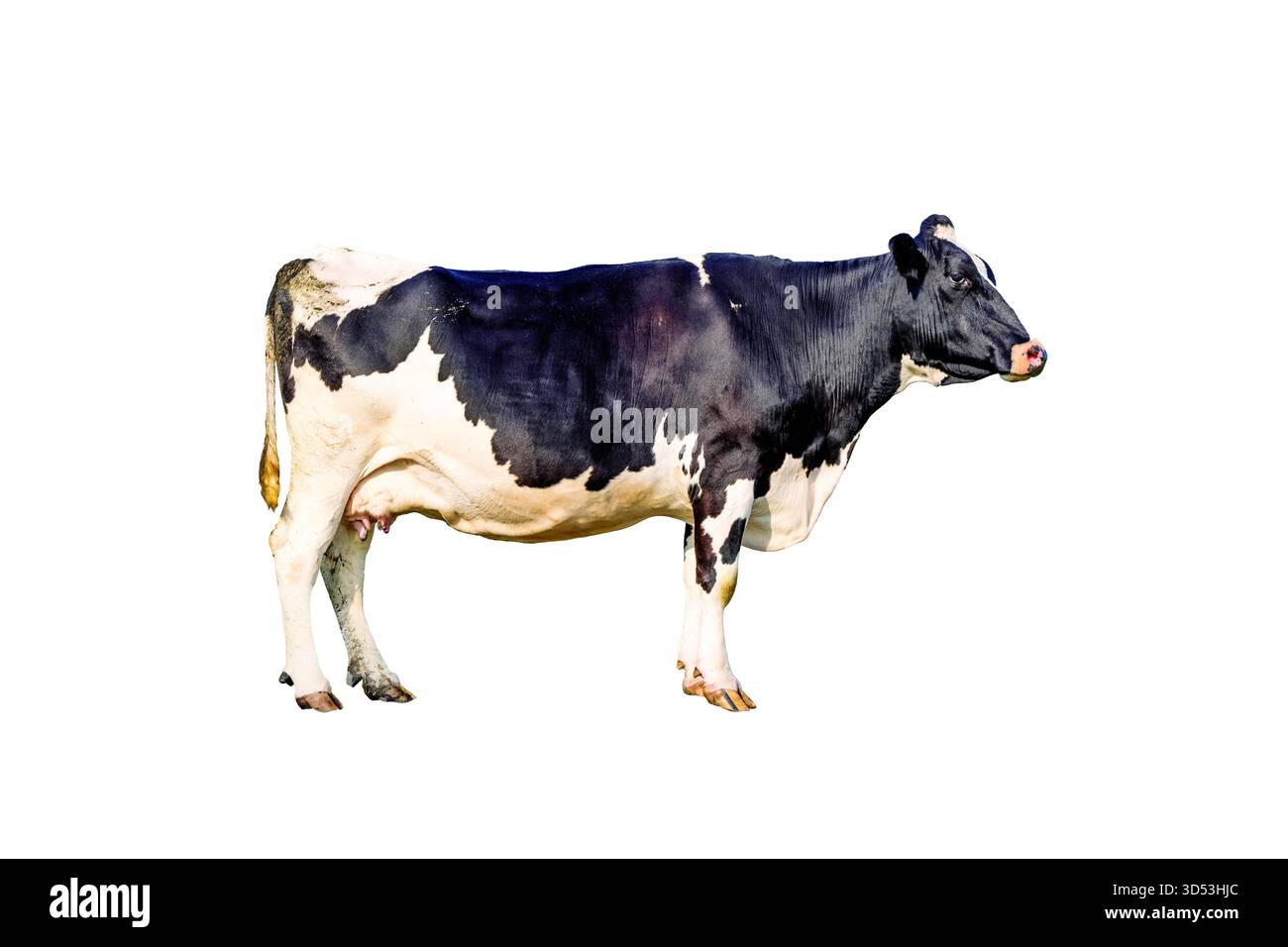 Cow on white, isolated cut out, full length side view, standing upright ...