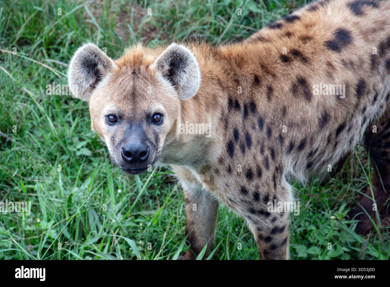 a female African spotted hyena, 5 years old, at the CTC Conservation ...