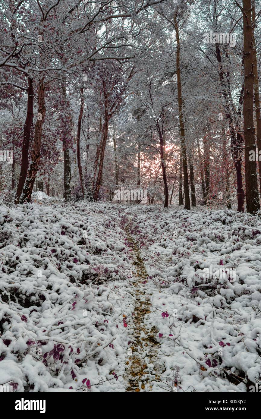 Hopwas Woods In Wintertime Stock Photo - Alamy
