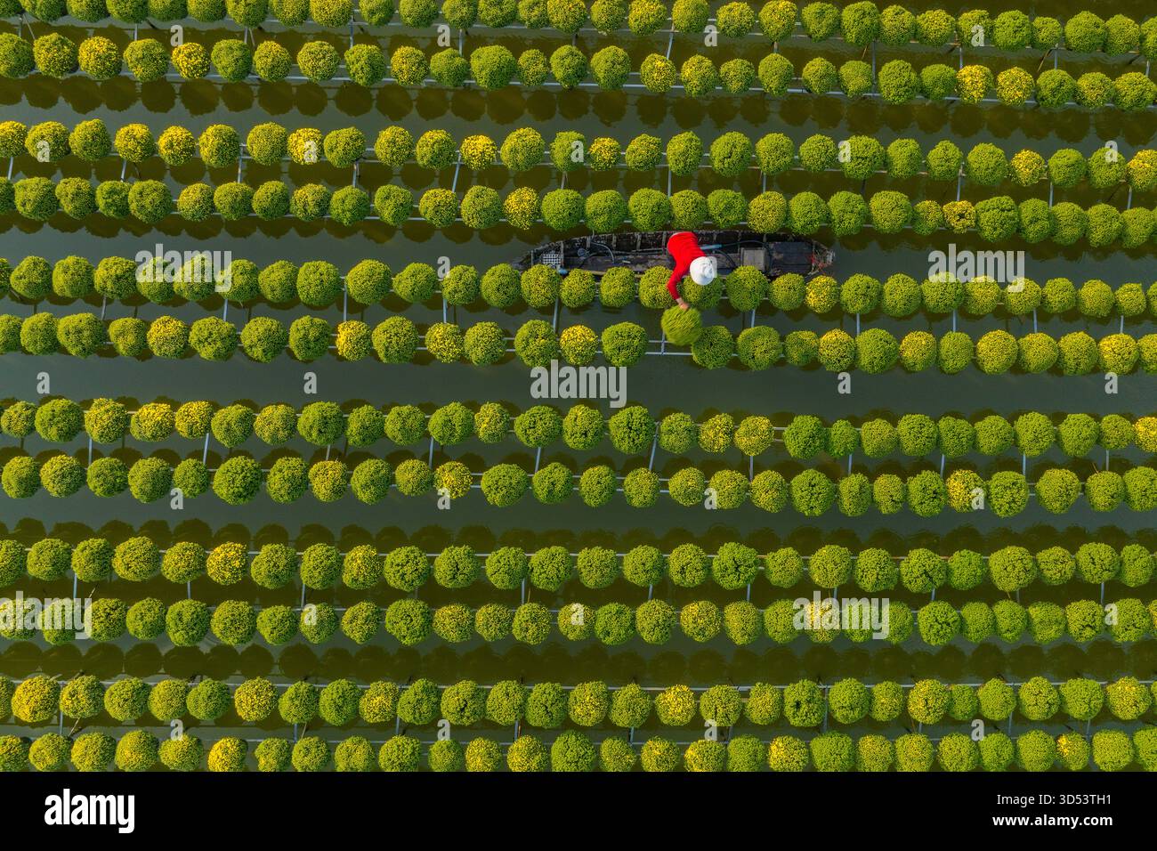 January 25, 2025: Panorama of the field of raspberry chrysanthemums ...
