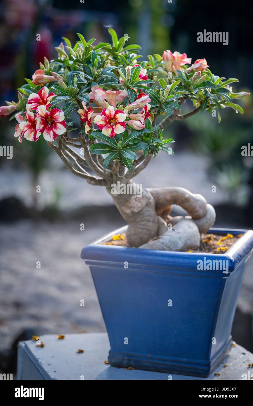 Leaves flower rich color hi-res stock photography and images - Alamy