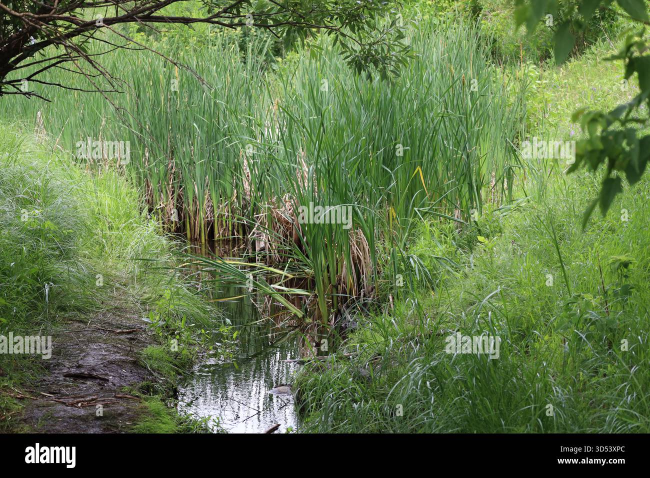 close-up bullrushes (reeds) in small creek between grassy banks in ...