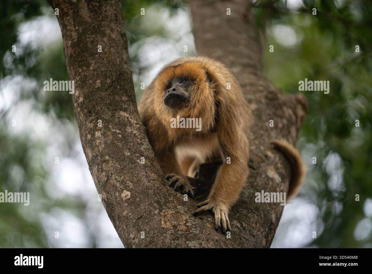A brown howler monkey (female Alouatta caraya) perches on a tree branch ...