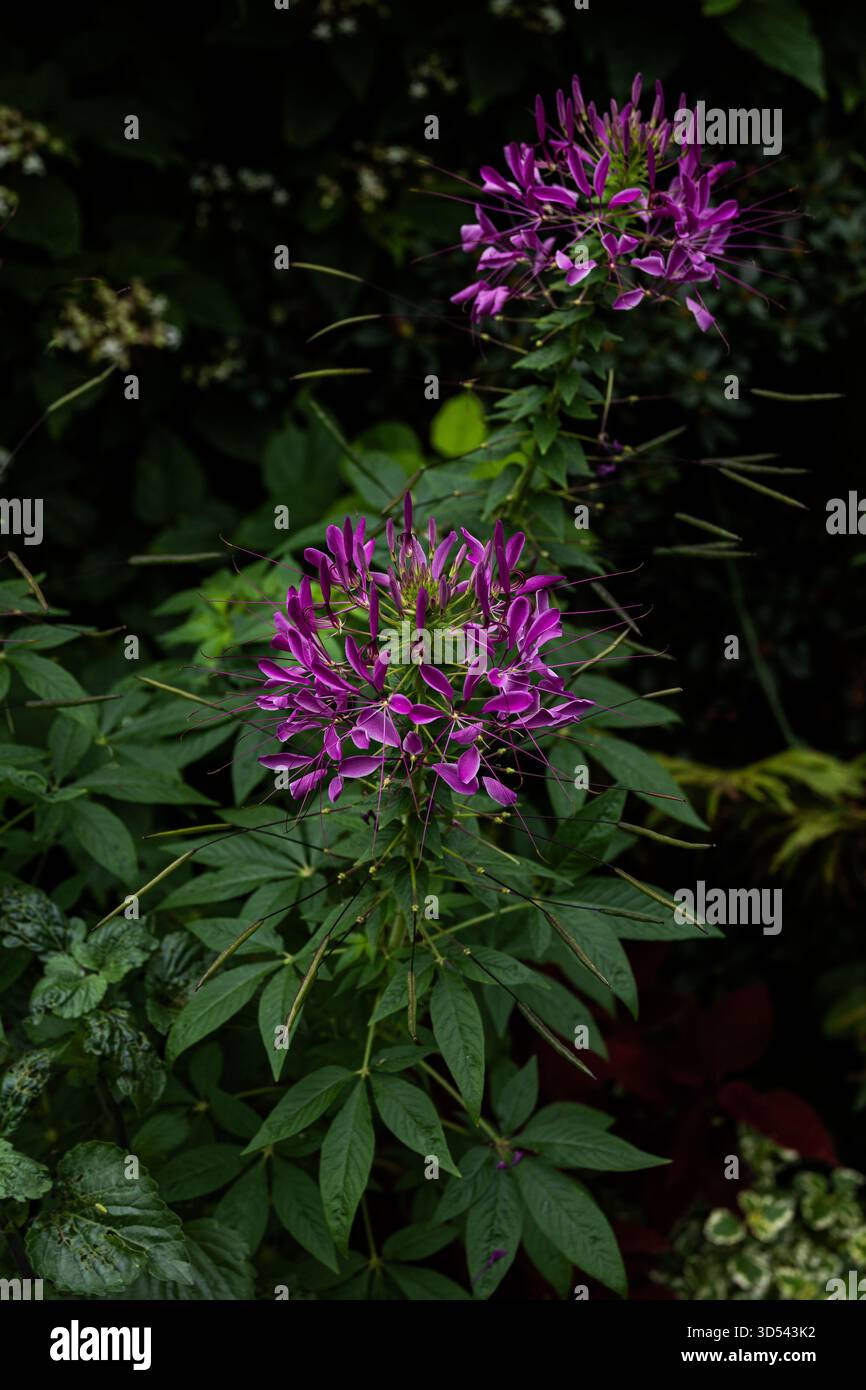 Purple Cleome flower, also known as spider flower, growing among green ...