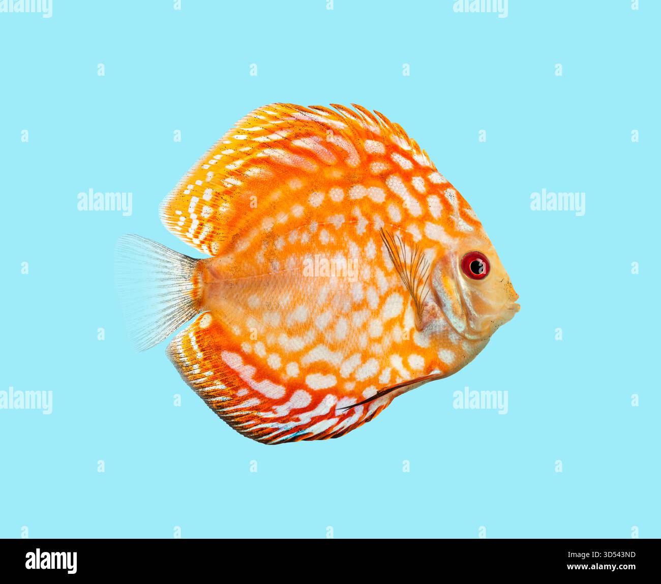Orange white spotted discus hi-res stock photography and images - Alamy