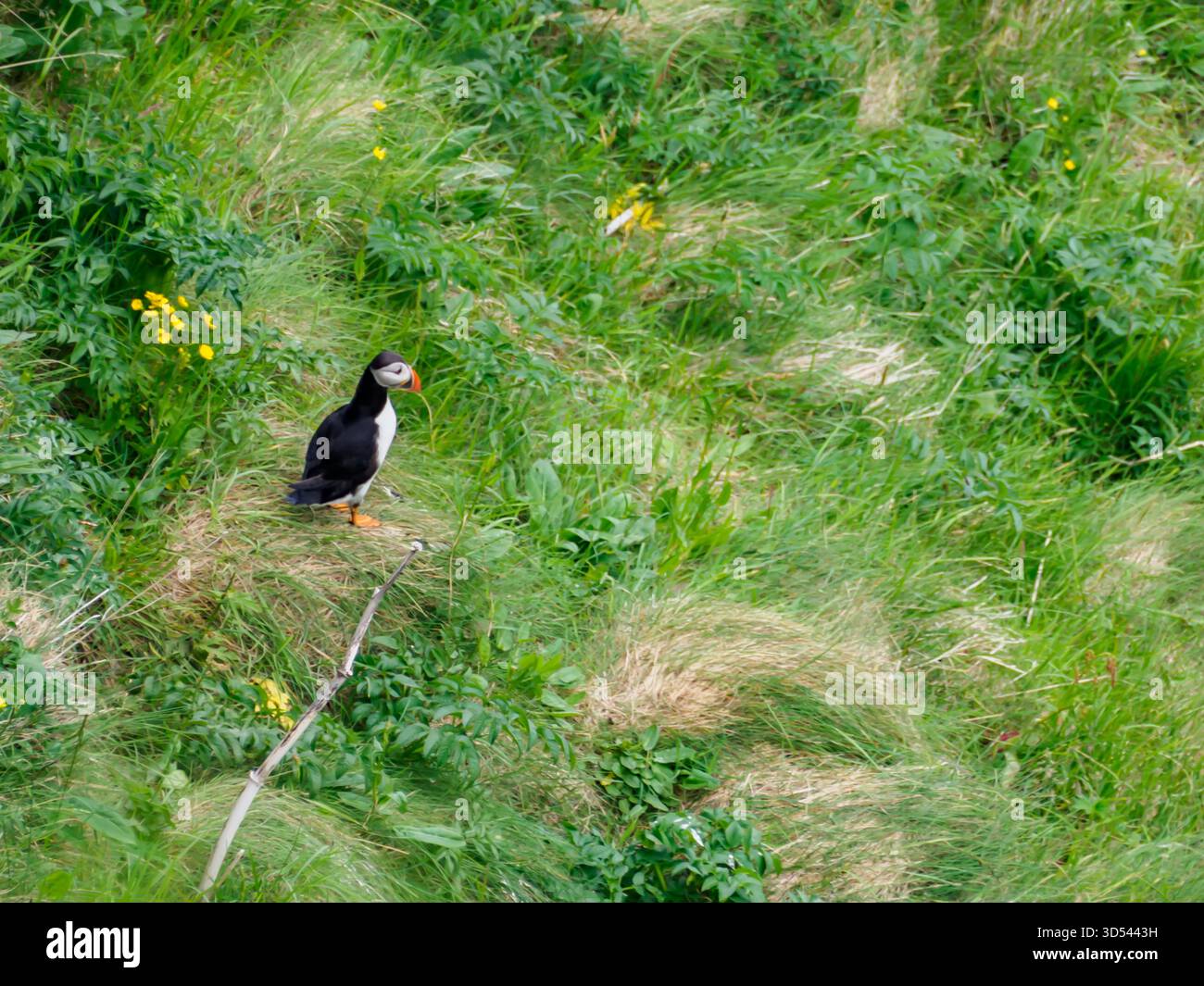 The Atlantic puffin (Fratercula arctica), also known as the common ...