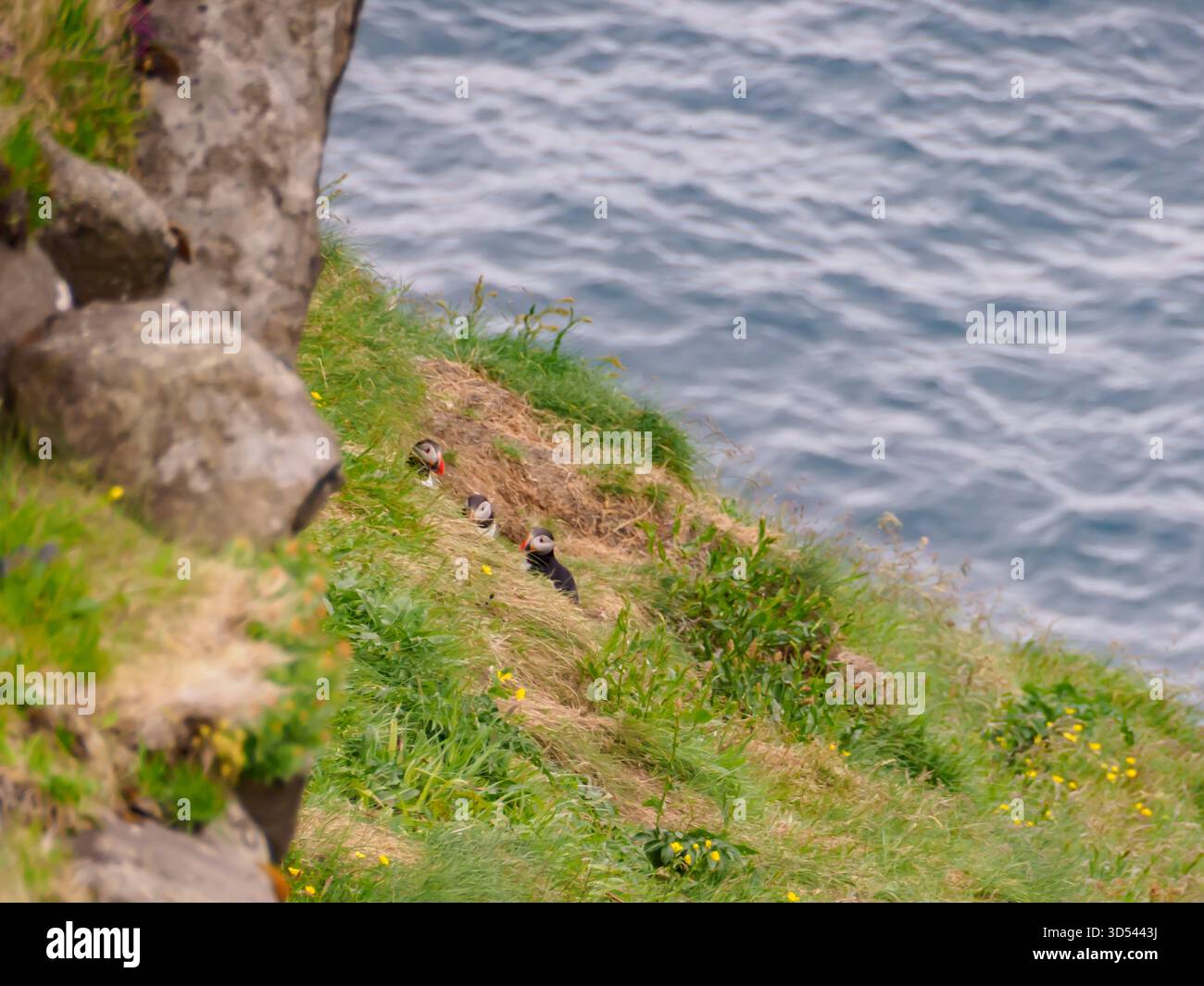 The Atlantic puffin (Fratercula arctica), also known as the common ...
